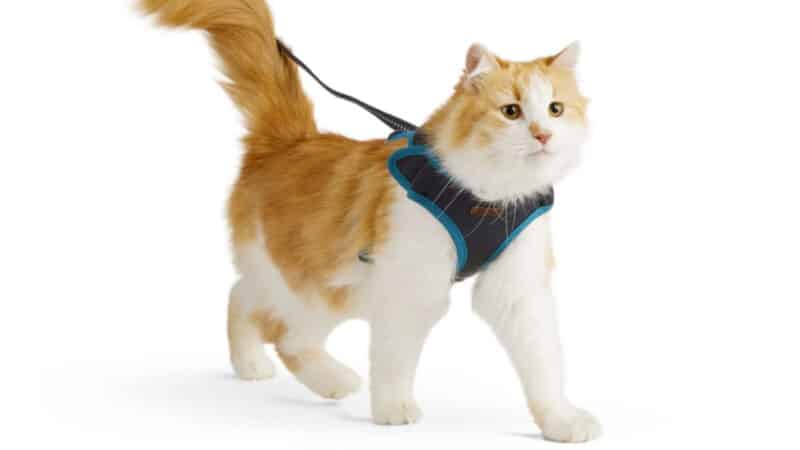 Petco Expands Reddy With Cat Range – Velocity Institute